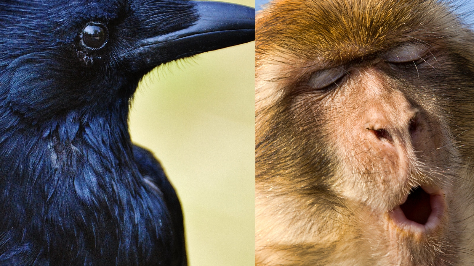 Vengeful Monkeys to Rogue Crows: When Animals Turned on Each Other and ...