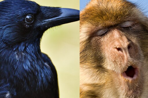 Vengeful Monkeys to Rogue Crows: When Animals Turned on Each Other and ...