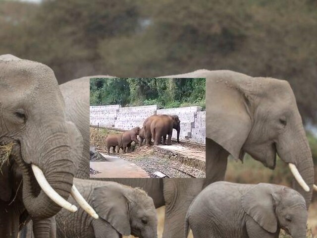 Video of Elephants Struggling to Cross Tracks Goes Viral, Railway ...