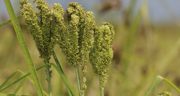Odisha's Tribal Women Spearhead the Mission to Promote Millets from ...