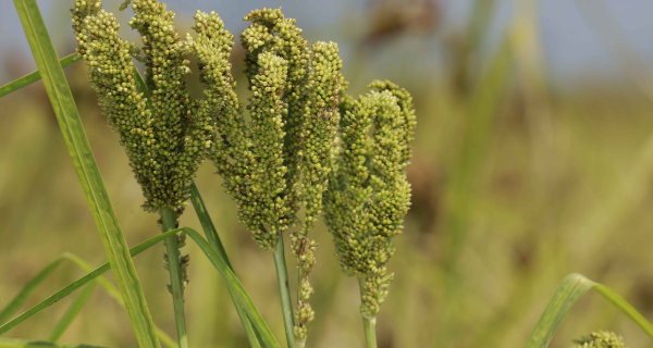 Odisha's Tribal Women Spearhead the Mission to Promote Millets from ...
