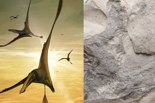 170 Million-year-old Fossil of Flying Dinosaur 'Pterosaur' Discovered ...