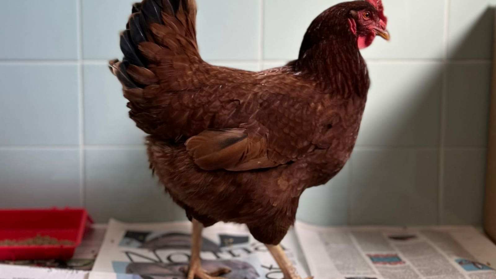Hen Wandering Around Pentagon Security Area Taken into Custody in US ...