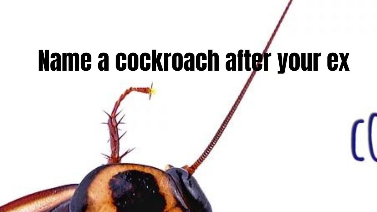 Valentine's Day Revenge: Get Roaches Named after Exes, or Litter Trays ...