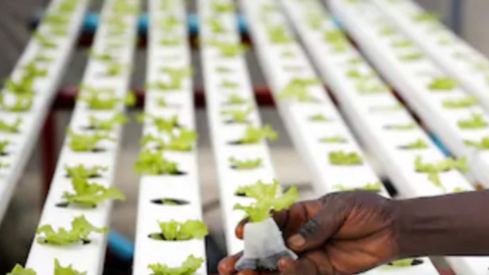 NASA Astronauts to Grow Plants Without Soil in Space, Here's How | Buzz ...