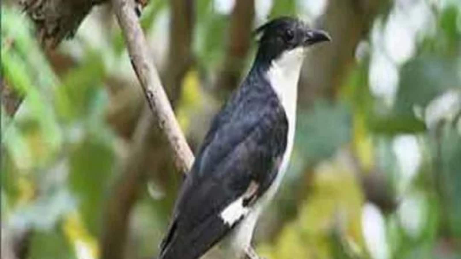 Jacobin Cuckoo, The Bird That Only Drinks Rainwater | Buzz News - News18