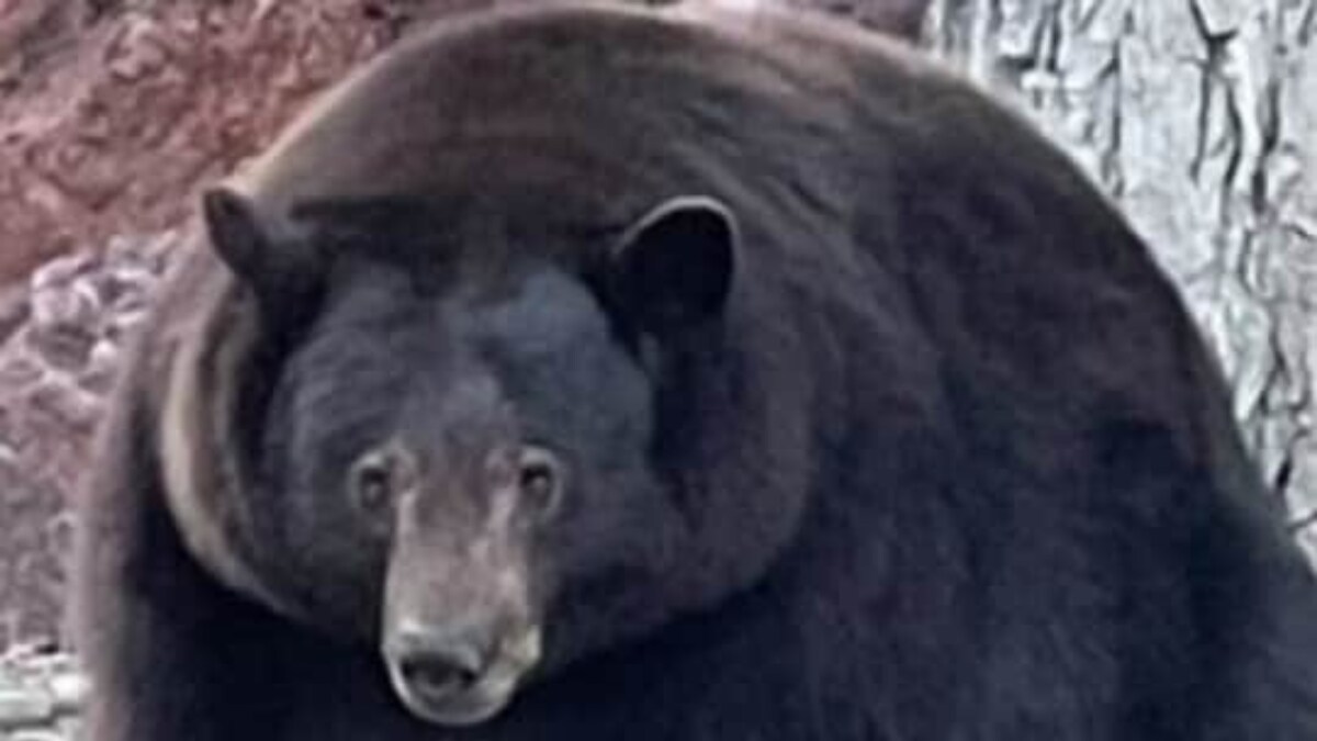 Meet This Bear Who See Homes in California as Source of Food - News18