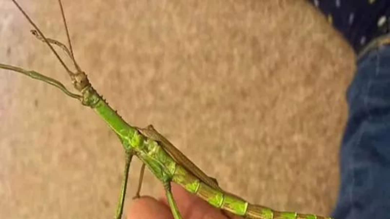 UK Entomologist Discovers her Stick Insect is a Gynandromorph. Here's ...