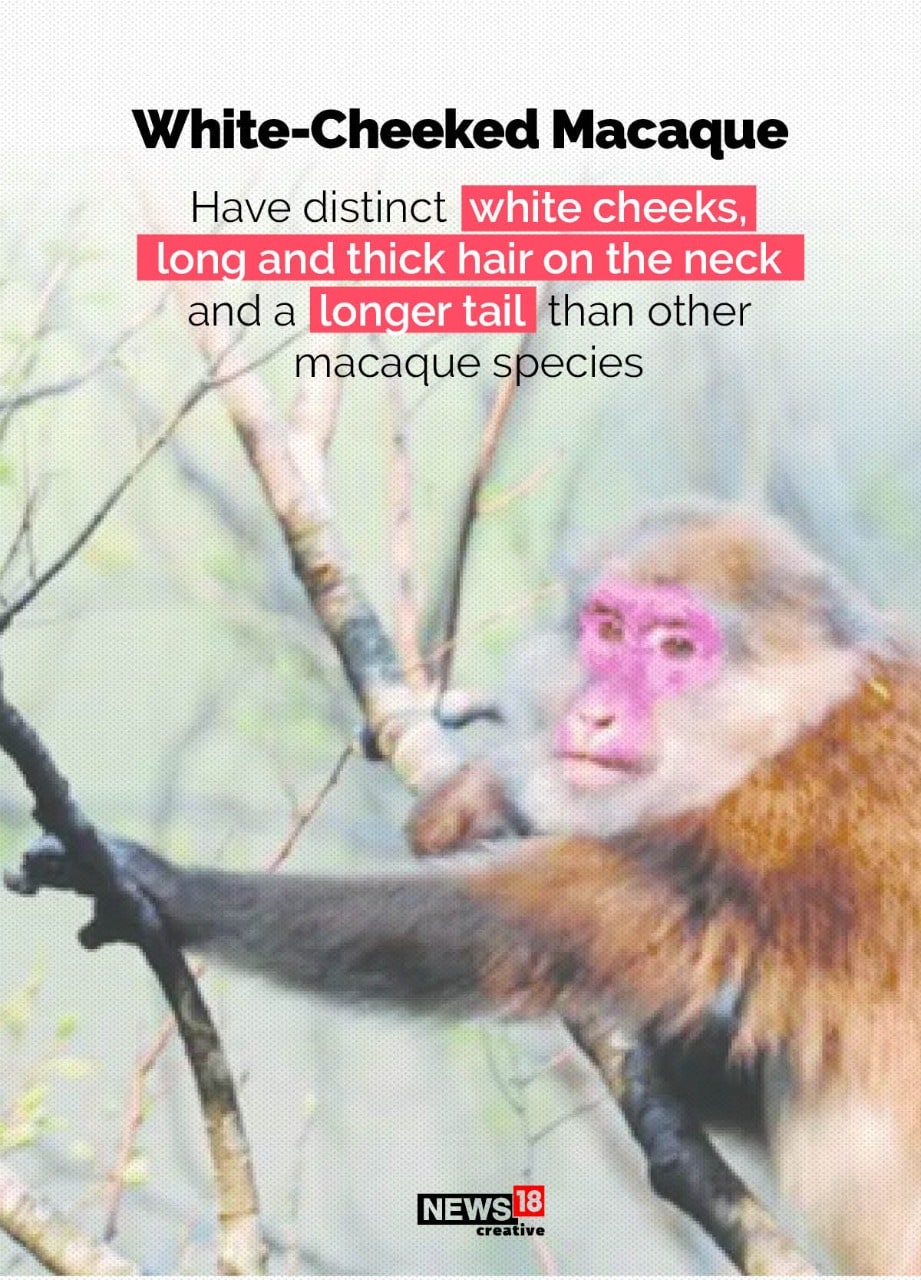 In Photos: India's Newest Mammal 'White-cheeked Macaque' Discovered in ...