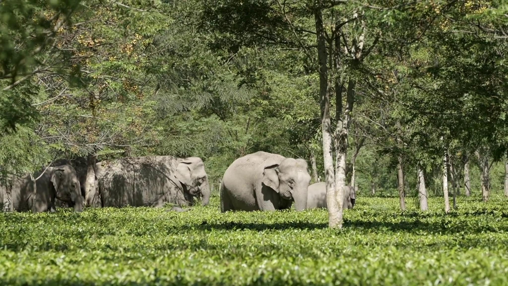 Asian Elephants Assam Tea Living With Wild Asian Elephant: Tea Garden