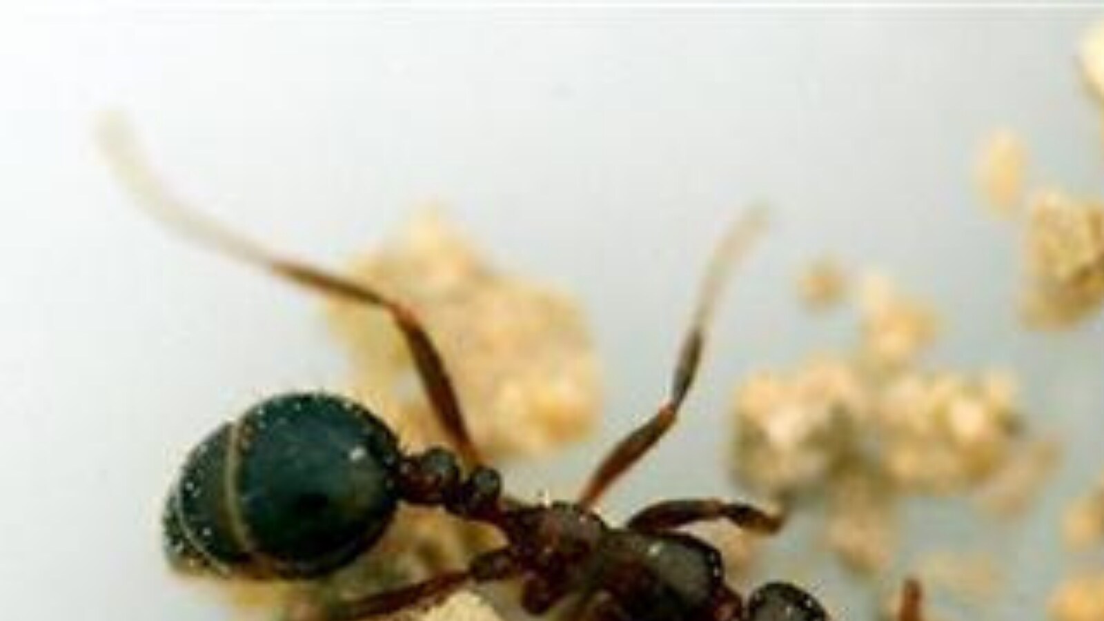 These Ants Can Identify Cancerous Cells in Humans, New Study Reveals ...