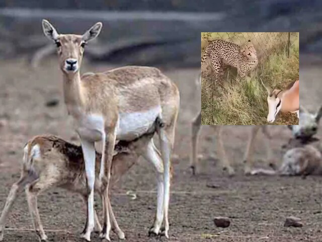 'Window Shopping': Deer Calmly Grazes as Cheetah Tries to Attack. See ...