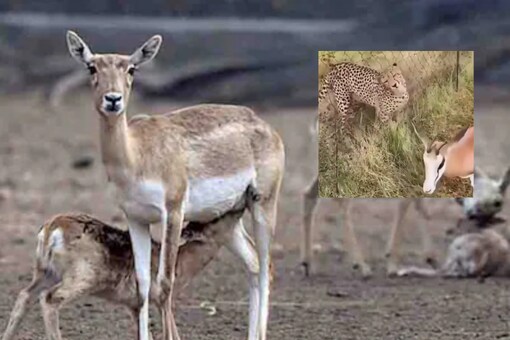 'Window Shopping': Deer Calmly Grazes as Cheetah Tries to Attack. See ...