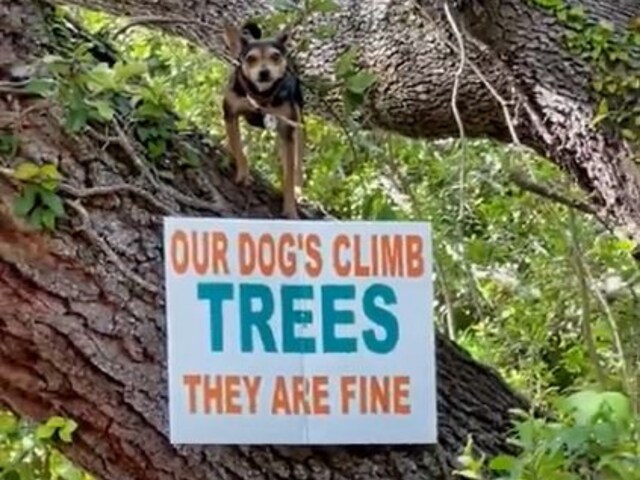This Signboard Reading 'Our Dogs Climb Trees' Passes the Vibe Check ...