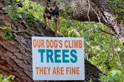 This Signboard Reading 'Our Dogs Climb Trees' Passes the Vibe Check ...