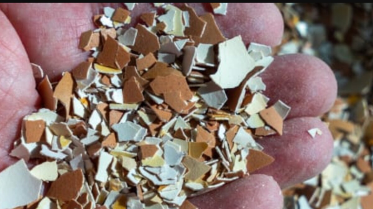 Recycled Eggshells are Being Used in Designer Tiles to Reduce Waste ...