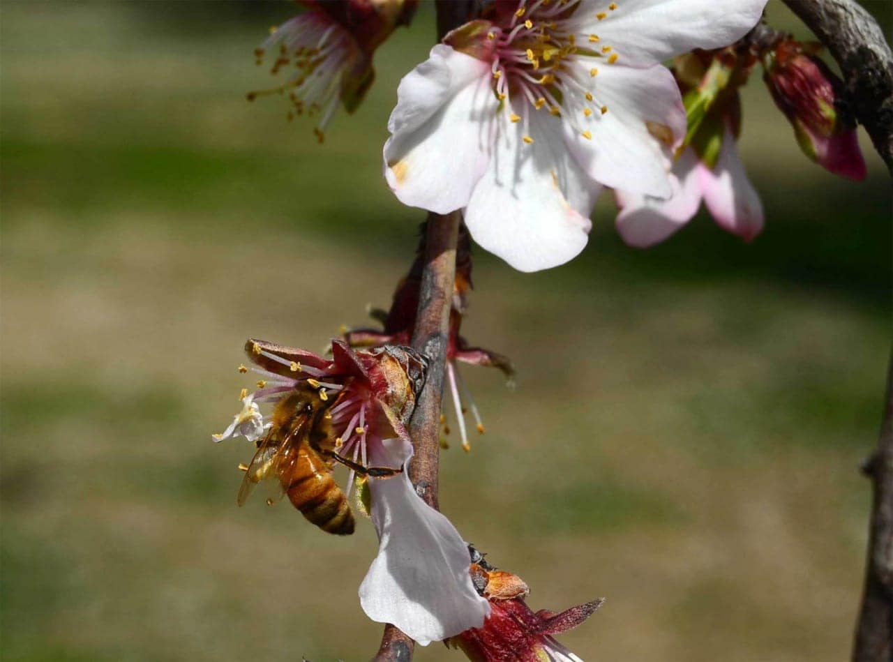 After Gruelling Winter, Kashmir Blooms with Vivid Colours as Valley ...