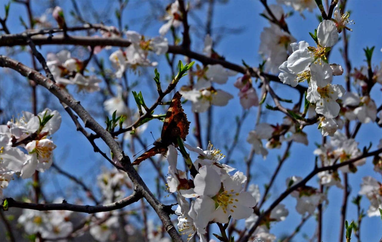 After Gruelling Winter, Kashmir Blooms with Vivid Colours as Valley ...