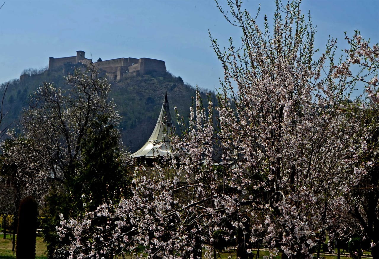 After Gruelling Winter, Kashmir Blooms with Vivid Colours as Valley ...