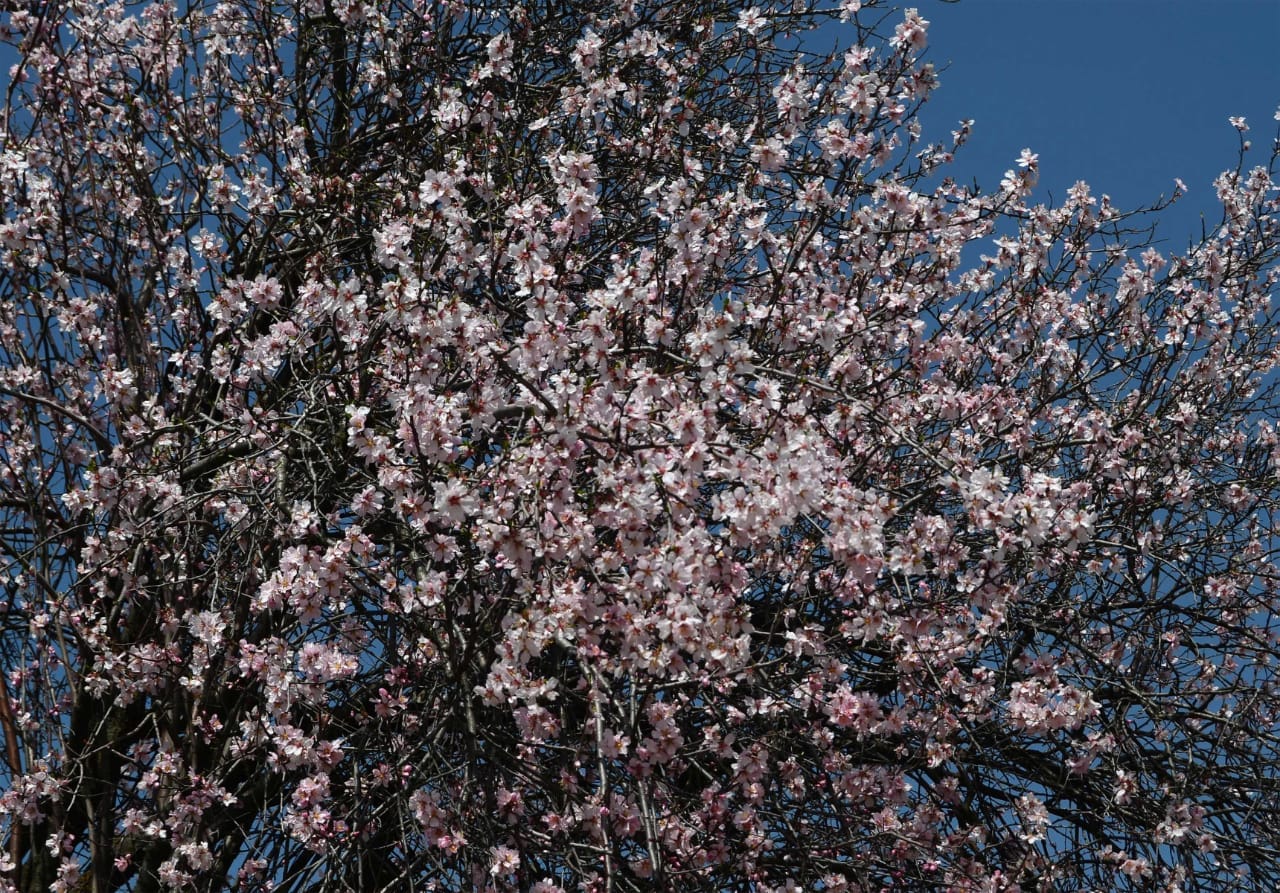 After Gruelling Winter, Kashmir Blooms with Vivid Colours as Valley ...
