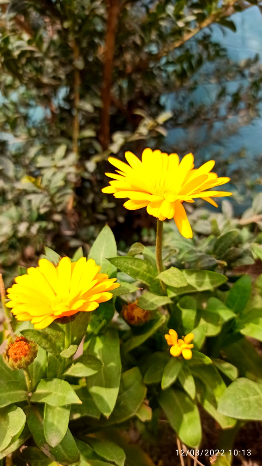 After Gruelling Winter, Kashmir Blooms with Vivid Colours as Valley ...