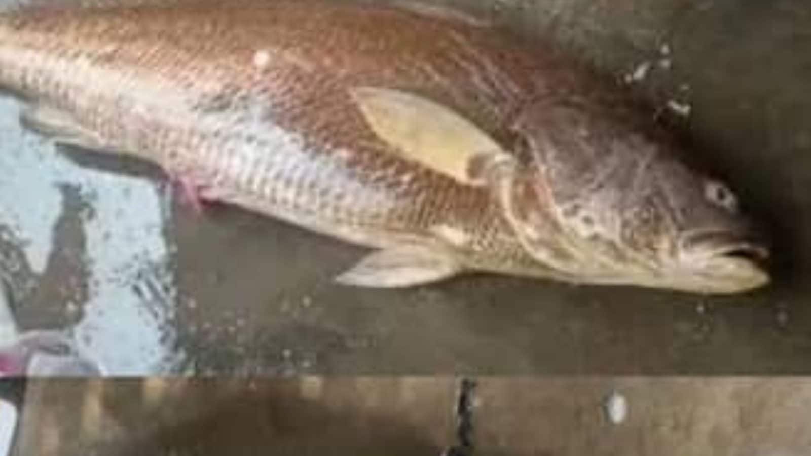 Andhra Pradesh Fisherman Strikes Gold After 28 Kg 'Kachidi' Fish ...