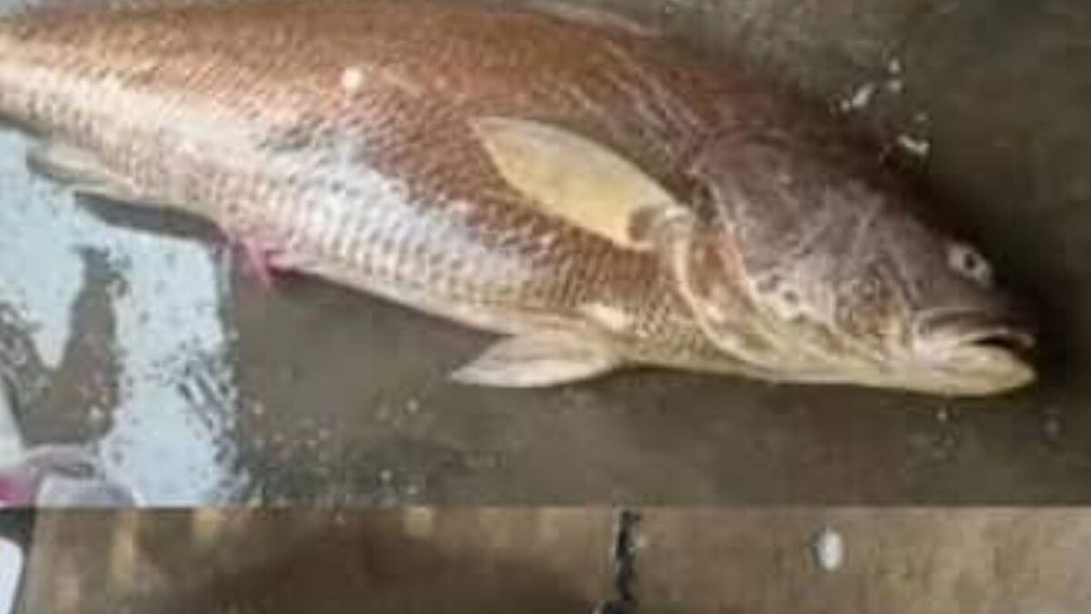 Andhra Pradesh Fisherman Strikes Gold After 28 Kg 'Kachidi' Fish ...