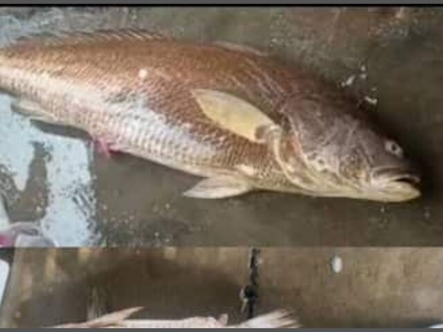 Andhra Pradesh Fisherman Strikes Gold After 28 Kg 'Kachidi' Fish Fetches Rs 2.9 Lakh - News18
