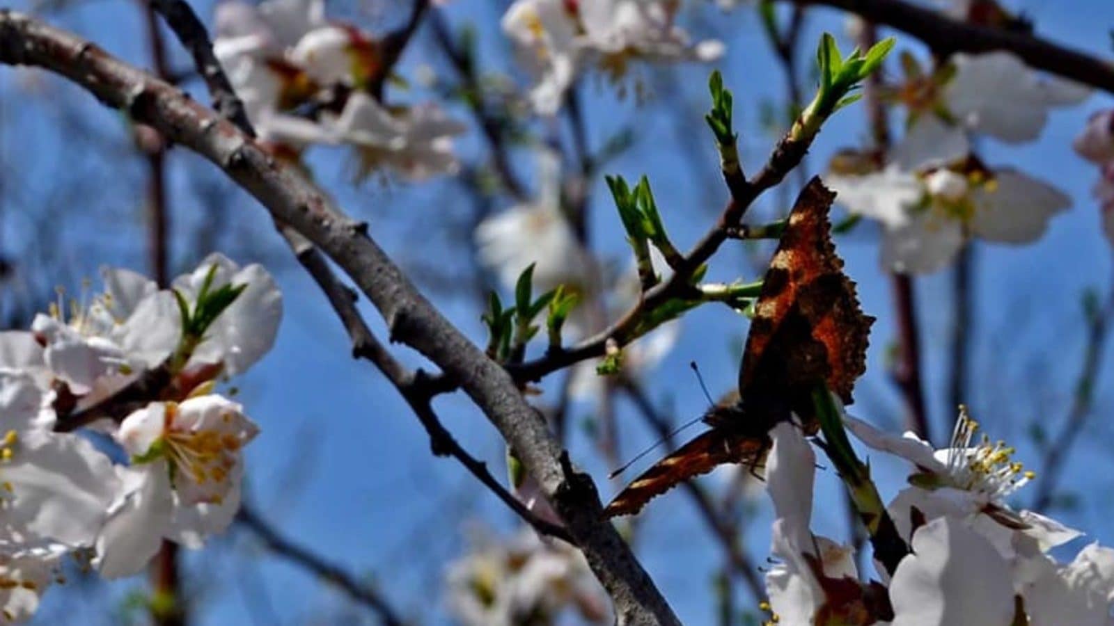 After Gruelling Winter, Kashmir Blooms with Vivid Colours as Valley ...