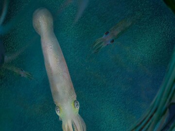Newly-discovered Fossil of Primordial Octopus Had Ten Arms Instead of ...