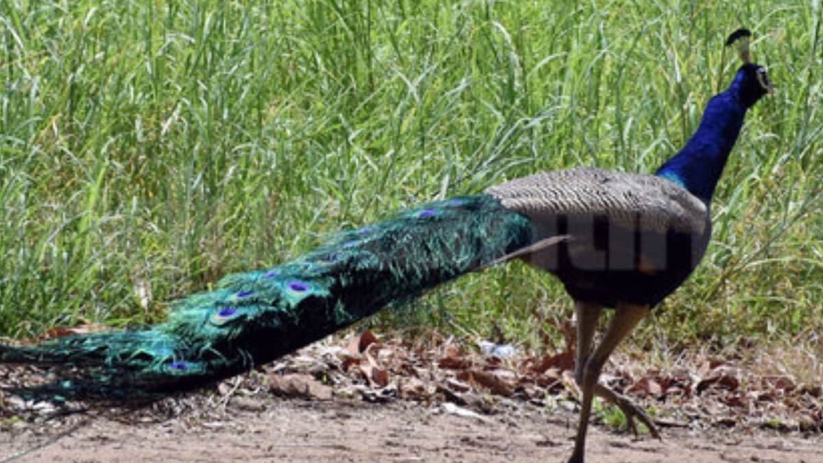 Seven Peacocks Found Dead in Tamil Nadu's Erode, Investigation On - News18