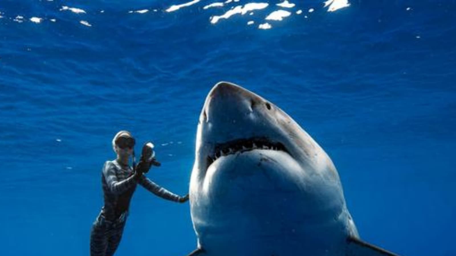 Wide Awake: Sharks Can Sleep Even With Their Eyes Open, Study Reveals ...