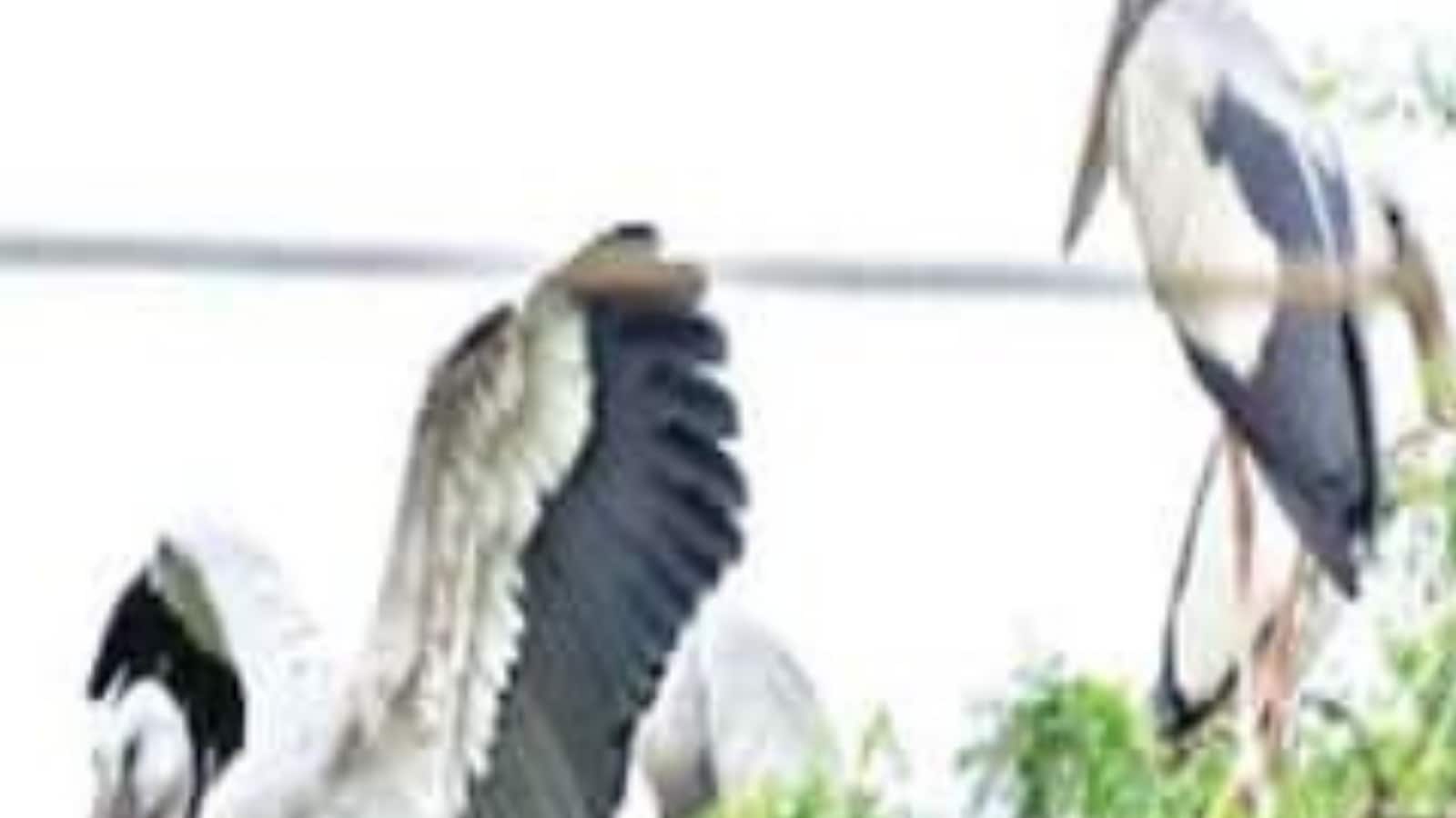 Khammam's Growing Monkey Menace is Driving Away Migratory Siberian ...