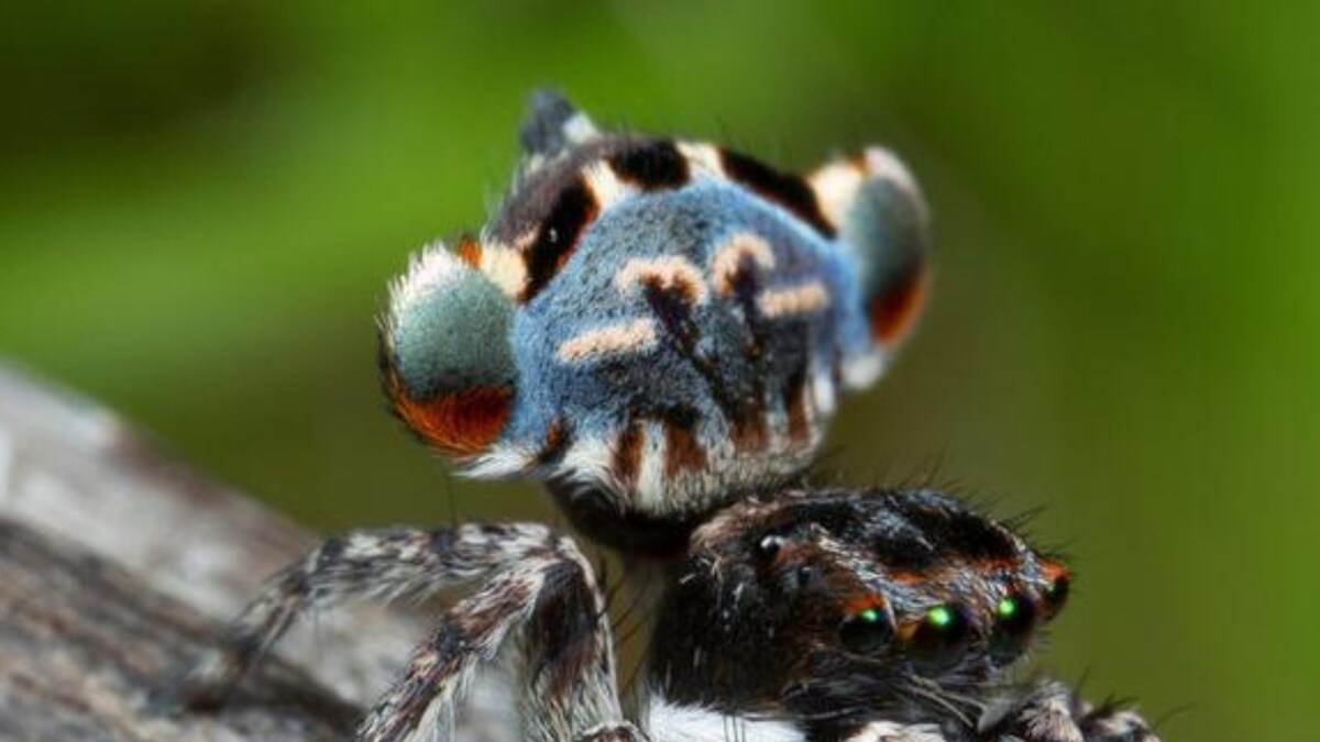 Scientists Explain How Spiders Use Electric Fields to Fly - News18