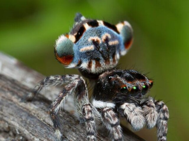 Scientists Explain How Spiders Use Electric Fields to Fly - News18