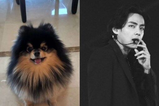BTS: Kim Taehyung's Dog Yeontan Features on His Instagram, ARMYs Say ...