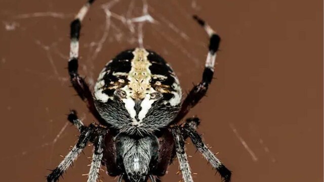 This Spider was on the Verge of Extinction. It Has Been Revived Now ...