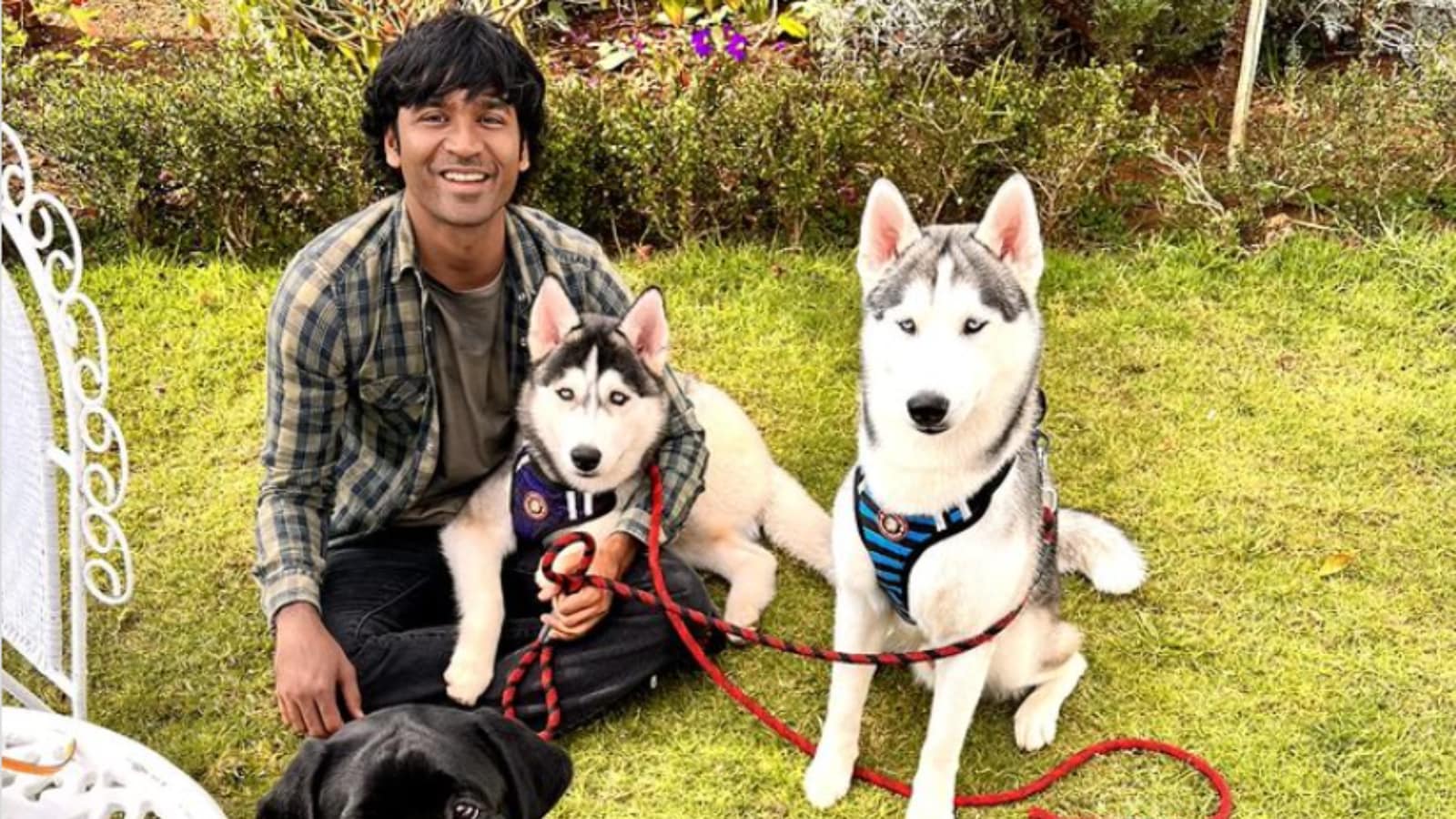 Adorable Picture of Dhanush With His Dogs Goes Viral | Movies News - News18