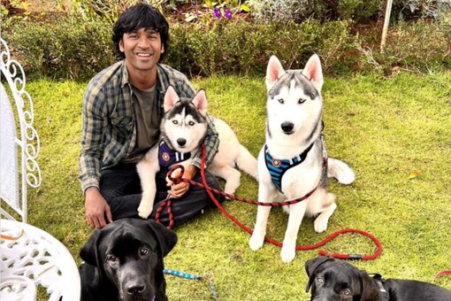 Adorable Picture of Dhanush With His Dogs Goes Viral - News18