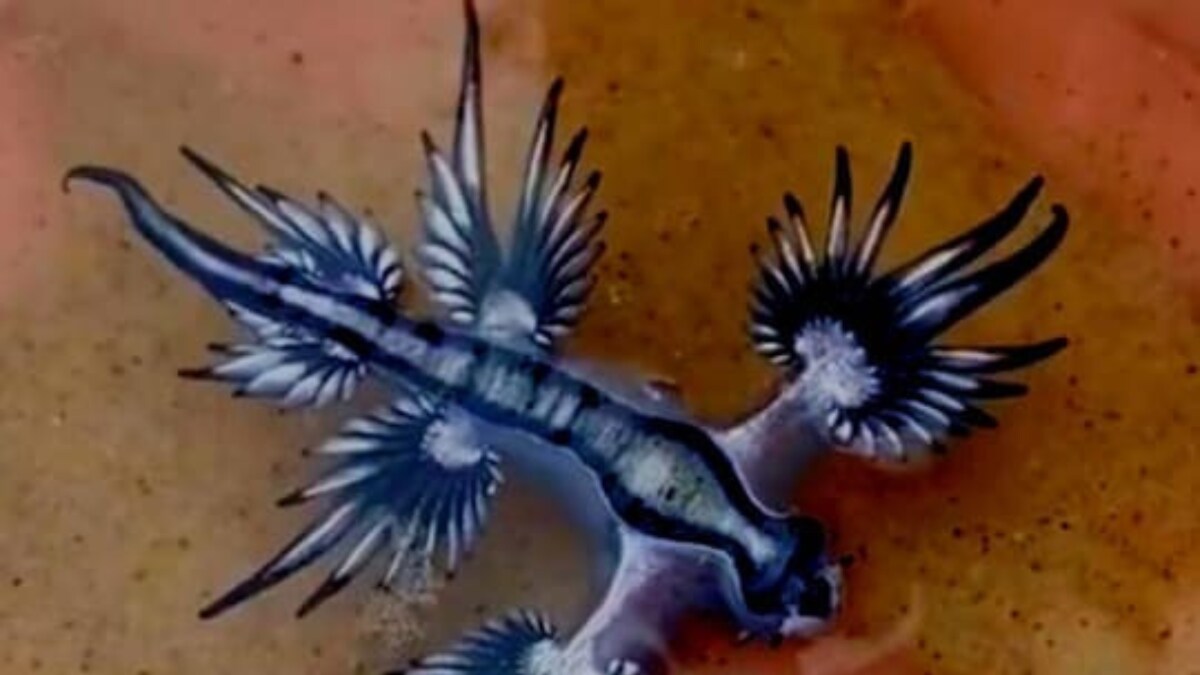 Austrian Man Seen Giving 'Kiss of Death' to Poisonous Sea Slug in Video ...