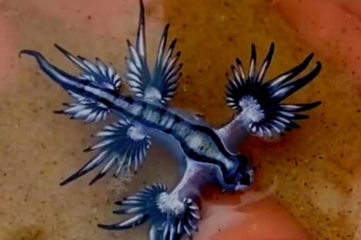 Austrian Man Seen Giving 'Kiss of Death' to Poisonous Sea Slug in Video ...