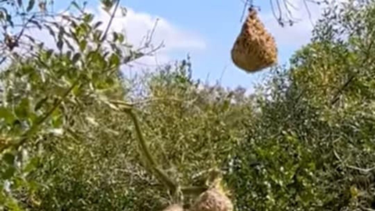 'Team Work': Video of Birds Protecting Their Nest From Snake Wins ...