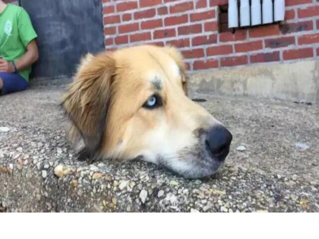 This Optical Illusion Of A Dog's Head Has Taken Internet By Storm - News18