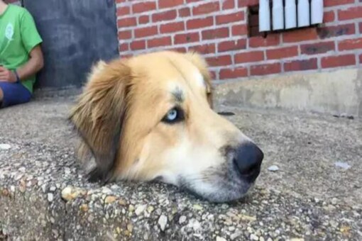 This Optical Illusion Of A Dog's Head Has Taken Internet By Storm - News18