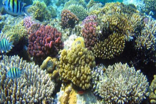 This Company in the US Turns Dead Humans Into Reef. Here's How - News18