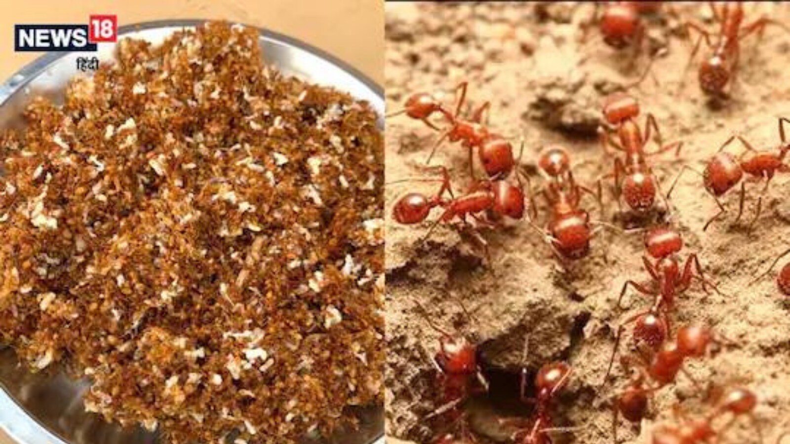 At This Bastar Dhaba, Not Just Red Ant Chutney, Soup and Pickle Also in ...