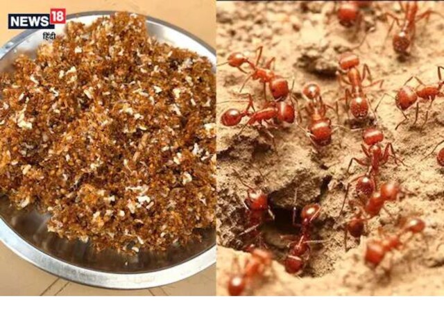 At This Bastar Dhaba, Not Just Red Ant Chutney, Soup and Pickle Also in ...