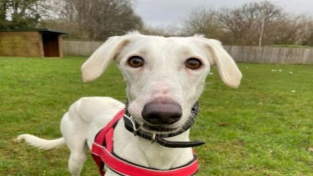 This Stray Dog With Yellow Paws Is A Mystery For Animal Experts - News18