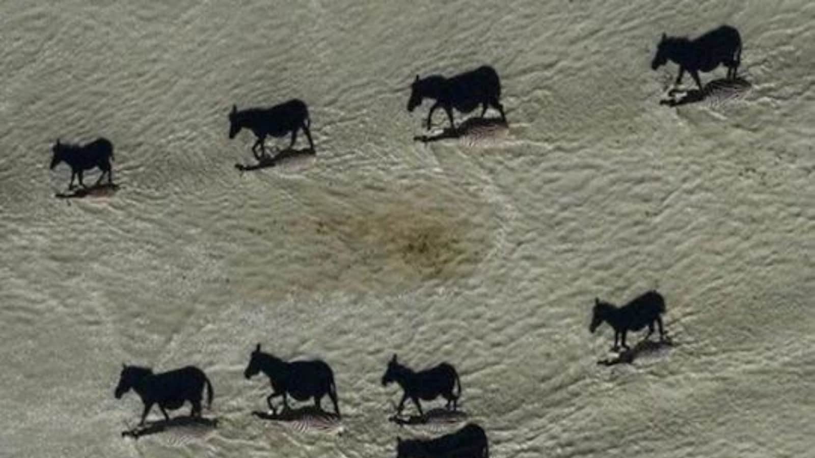 Is It a Zebra or Horse? Viral Image Leaves Netizens Scratching Their ...