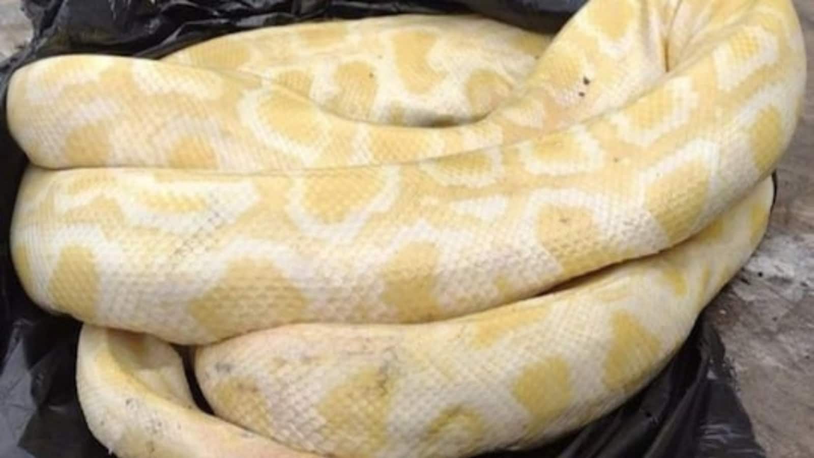 In UK Neighbourhood, Dead Python's Body Recovered From a Pile of ...